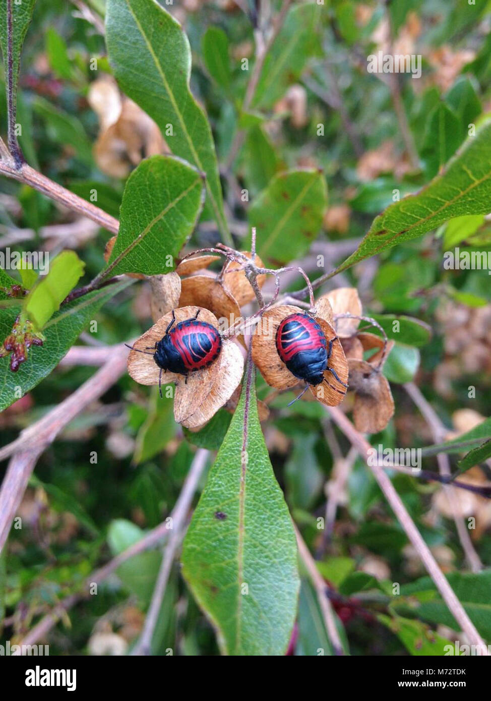 Endemic koa bug juveniles on native ‘a‘ali‘i plant Stock Photo - Alamy