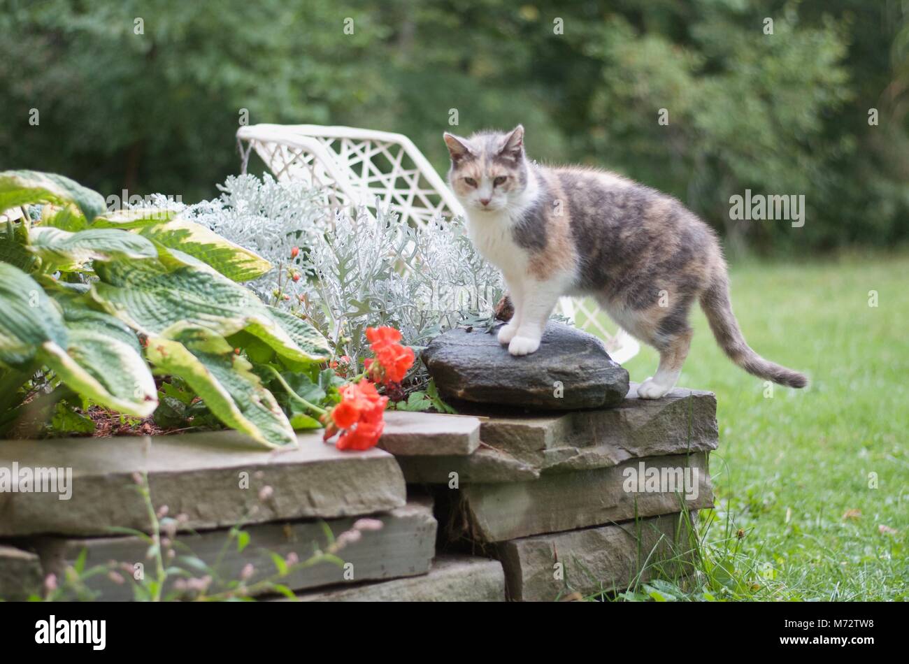 a bright summer day out at the farm Stock Photo - Alamy