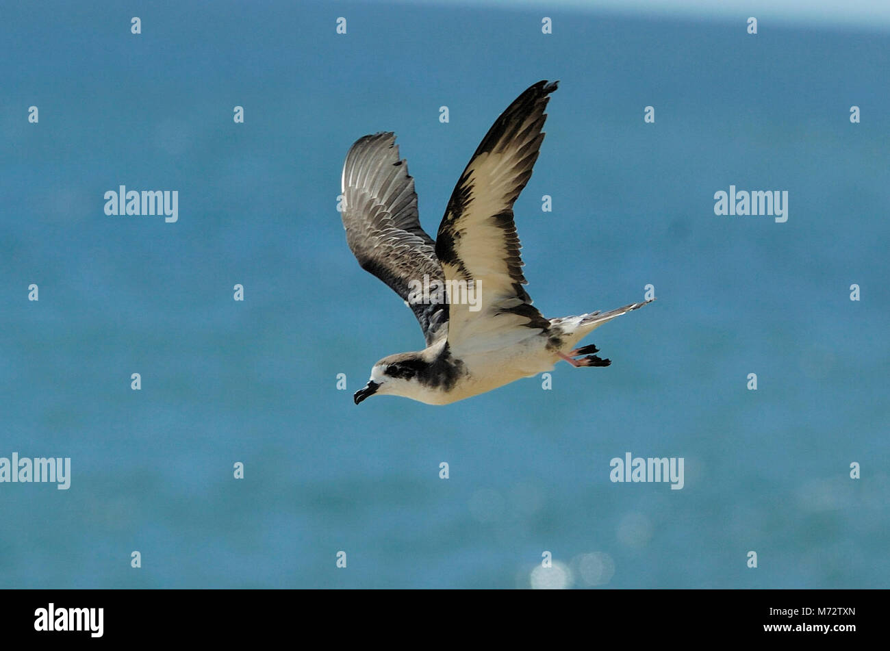 Hawaiian petrel hawaii hi-res stock photography and images - Alamy