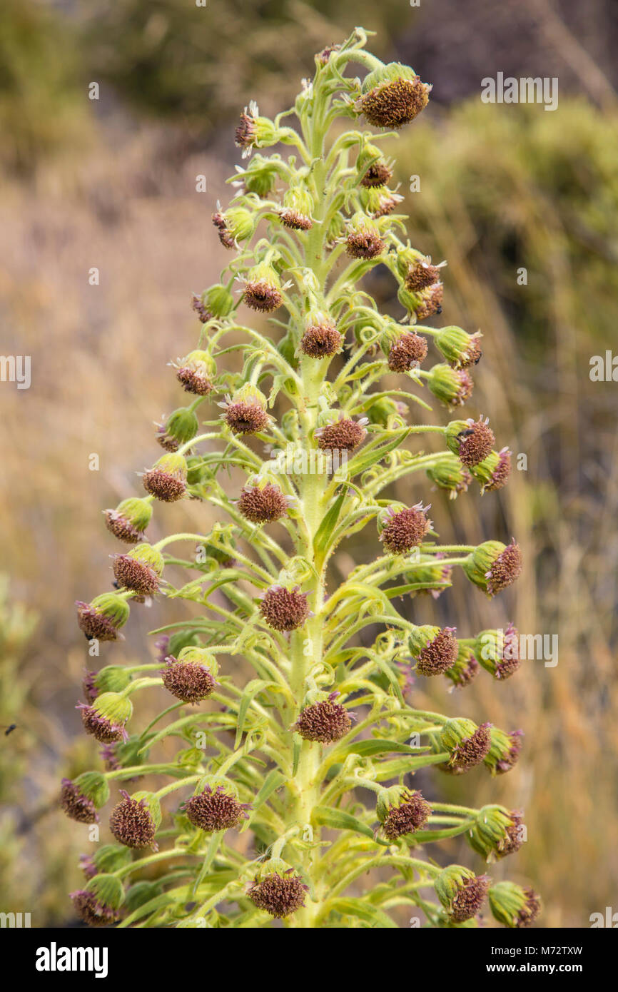 Mauna loa silversword hi-res stock photography and images - Alamy