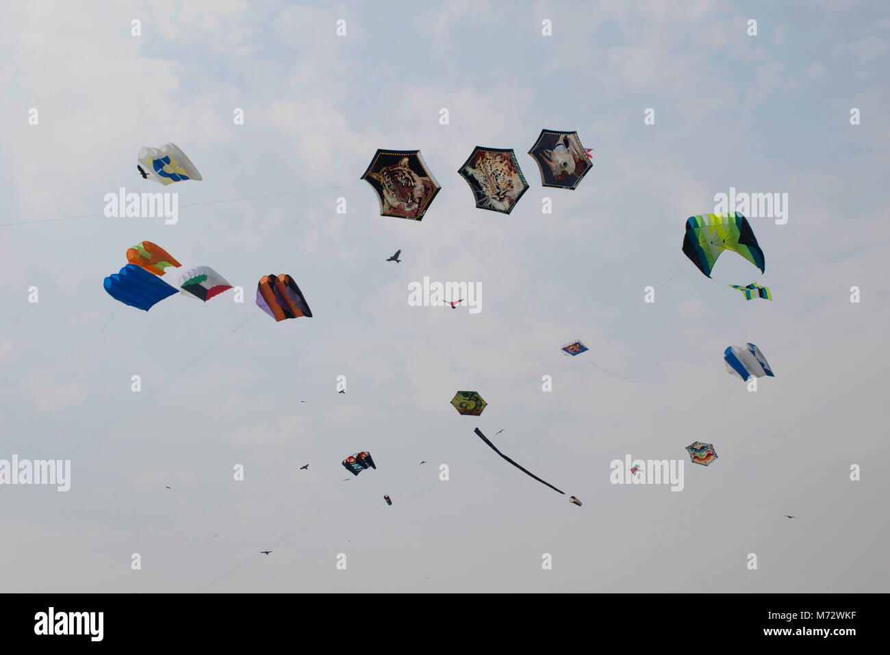 India kite flying competition hi-res stock photography and images - Alamy