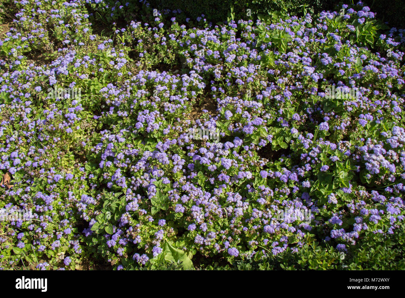 Beautiful colorful natural spring flowers as a nature background Stock ...