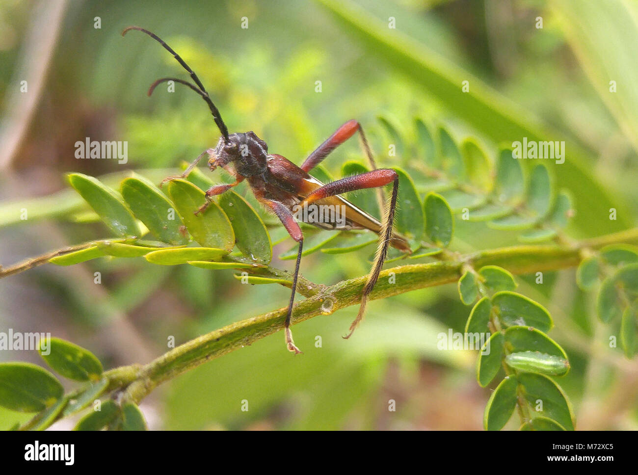 Koa long horned beetle . Another gorgeous insect to debug the myth that ...