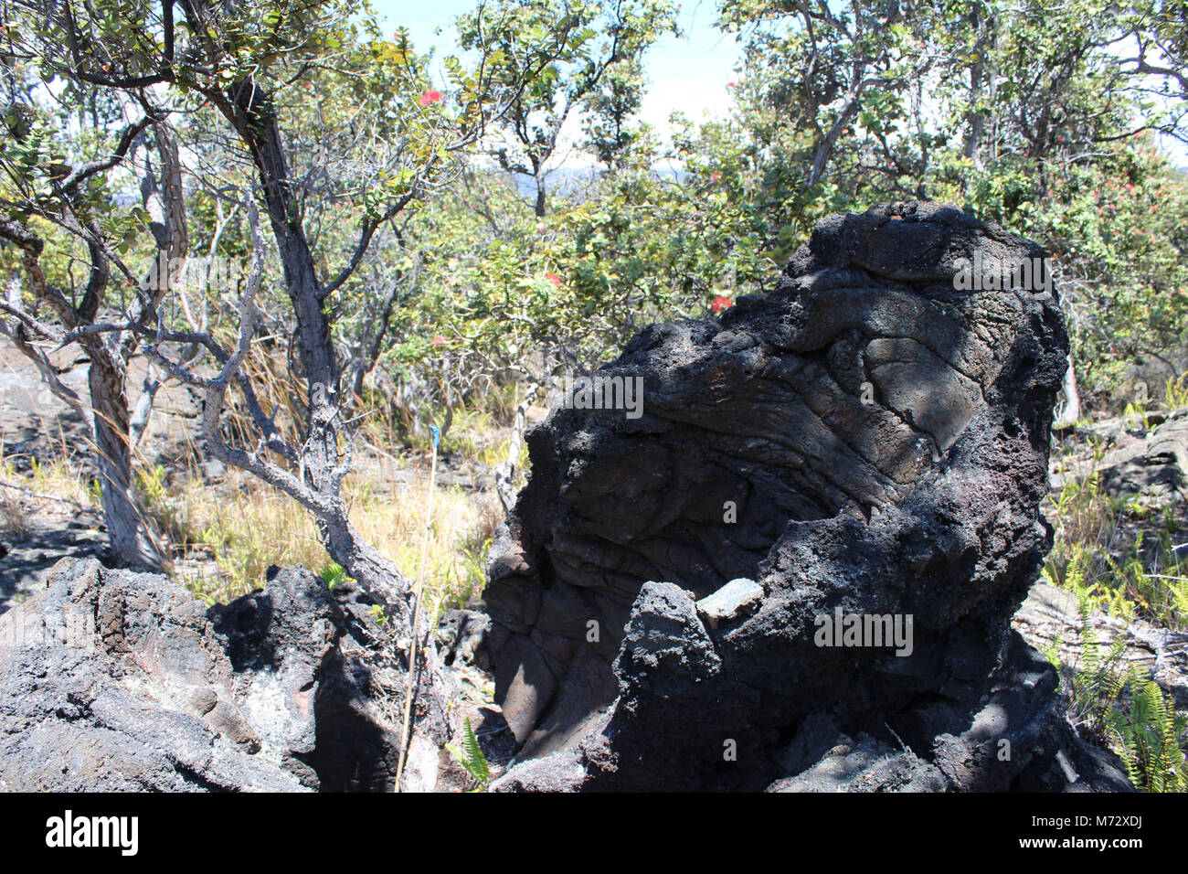 Lava tree mold hi-res stock photography and images - Alamy