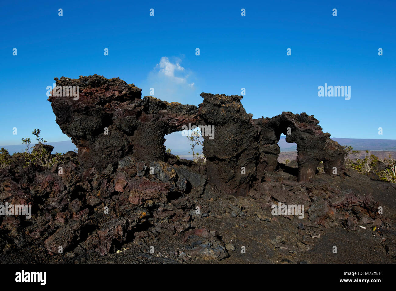 Lava trees Stock Photo - Alamy
