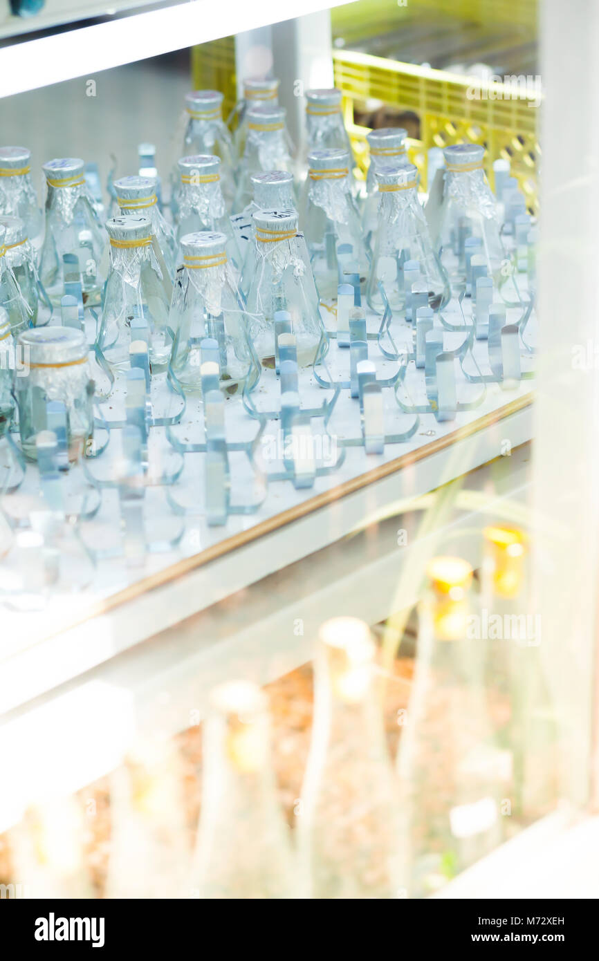 Laboratory for plant propagation Stock Photo - Alamy