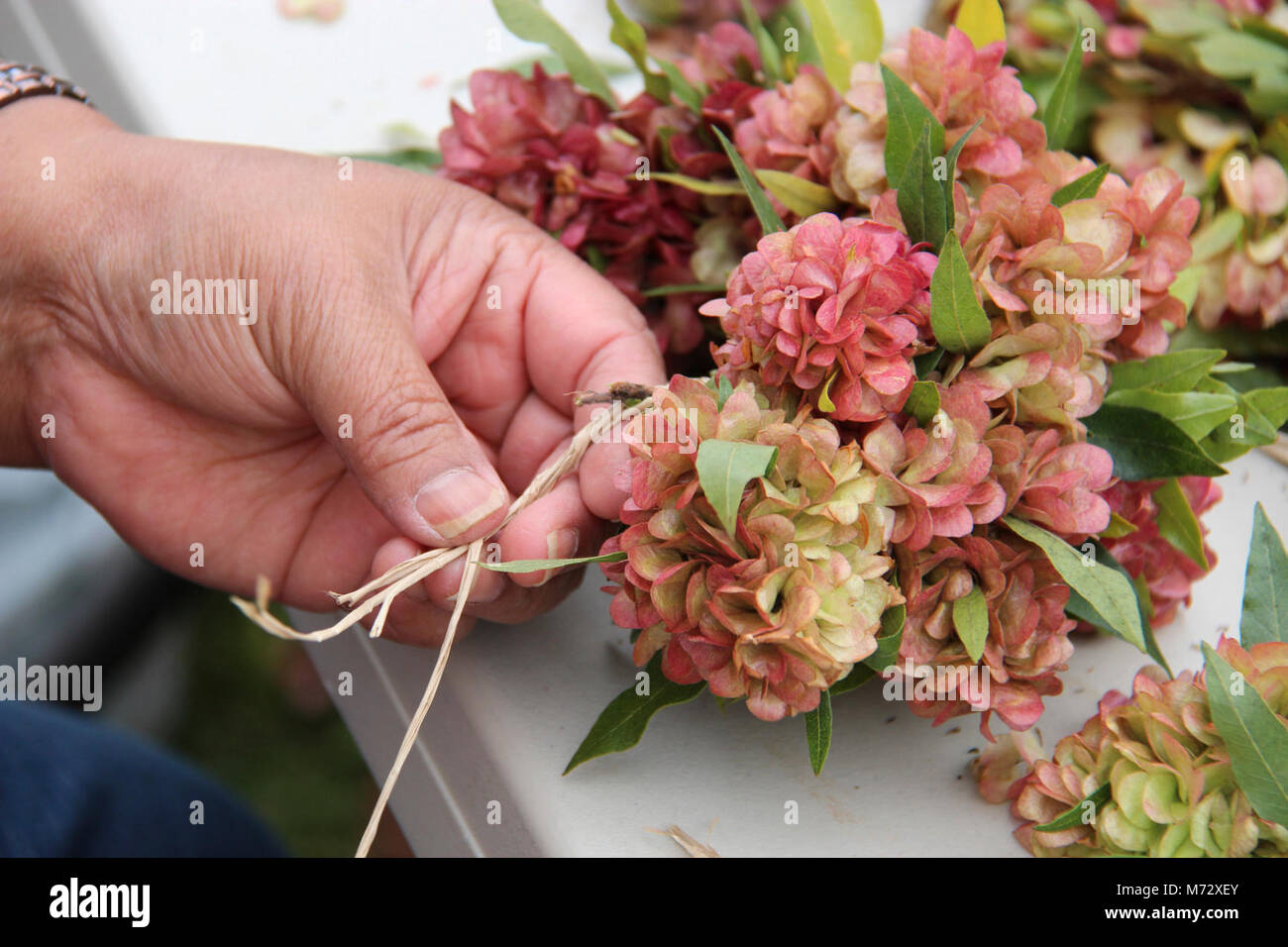 Lei making at the Cultural Festival Stock Photo - Alamy