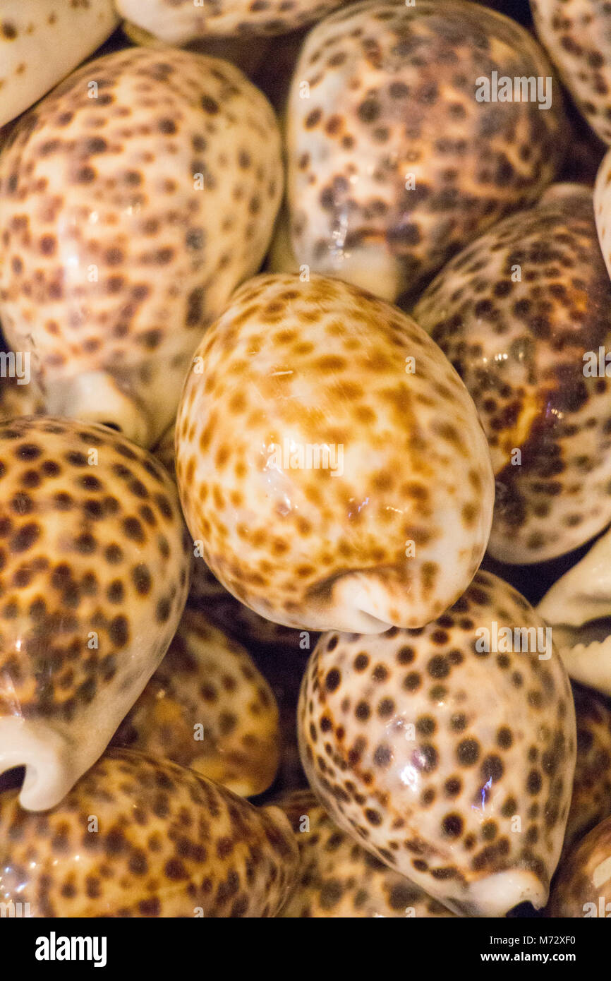 Same type of sea shells collected for decorative purposes Stock Photo ...