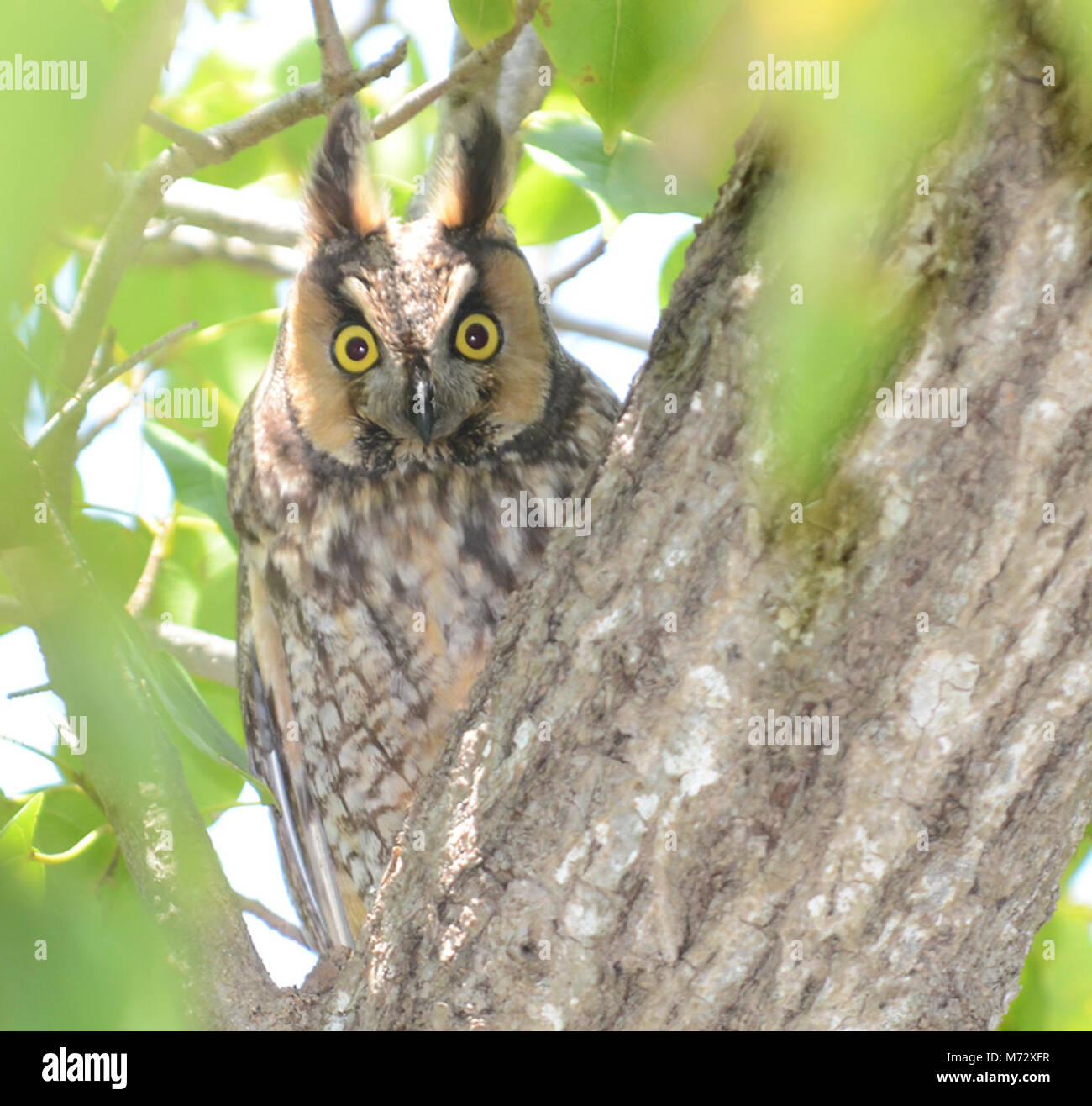 Long Eared Owl . Long-eared Owl from inside the fort on April 17th ...