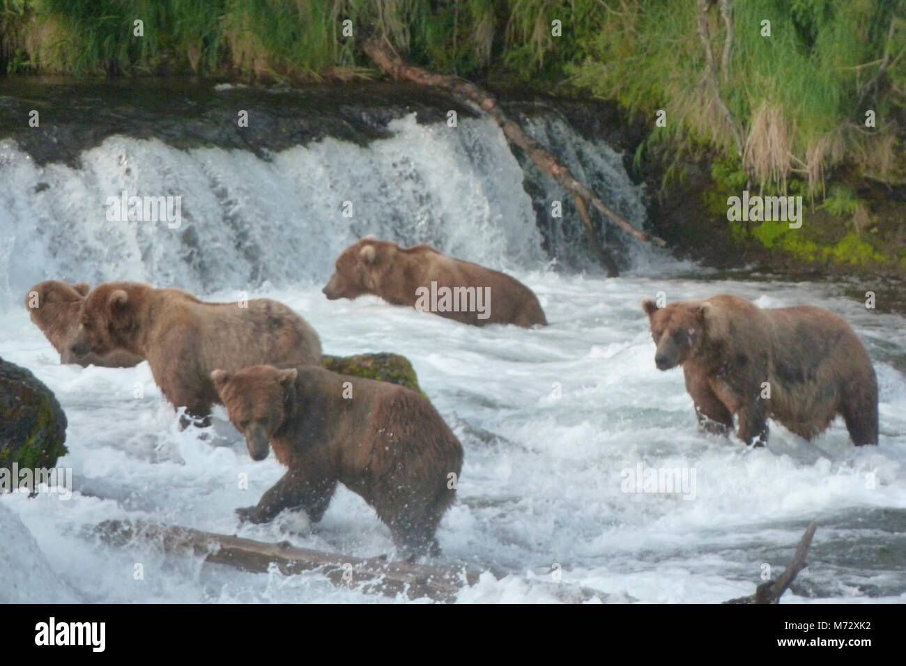 Lots of Bears in the far pool ( M Fitz) . bears fishing the falls in ...