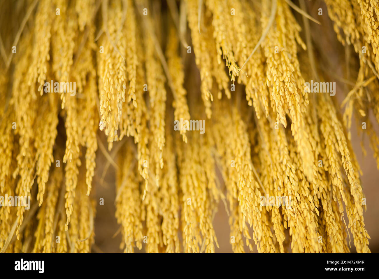 Seeds rice for planting Stock Photo - Alamy
