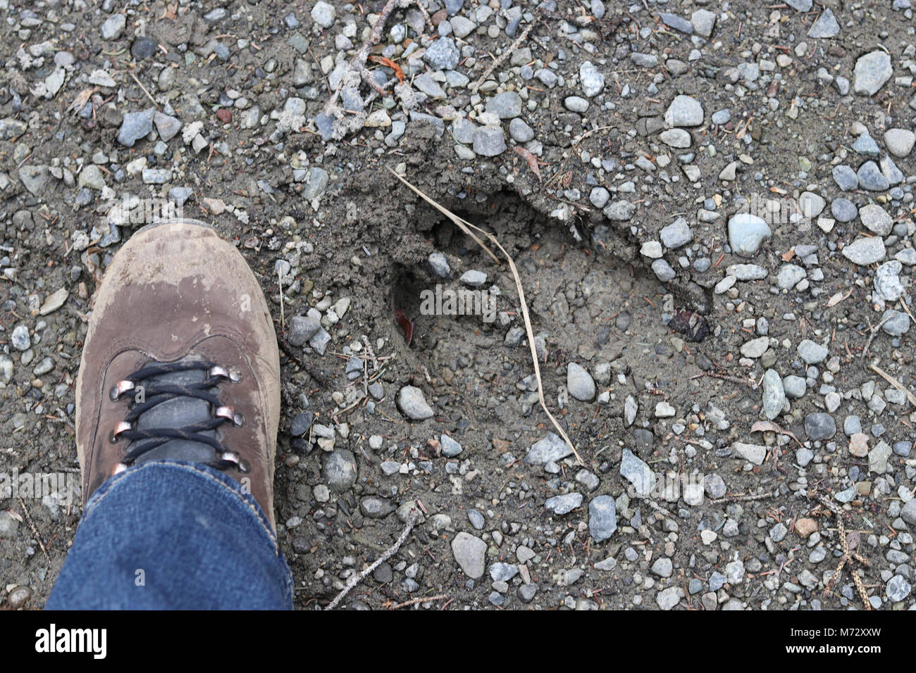 Moose track Stock Photo - Alamy