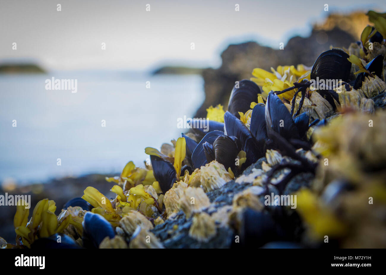 Barnacles alaska hi-res stock photography and images - Alamy