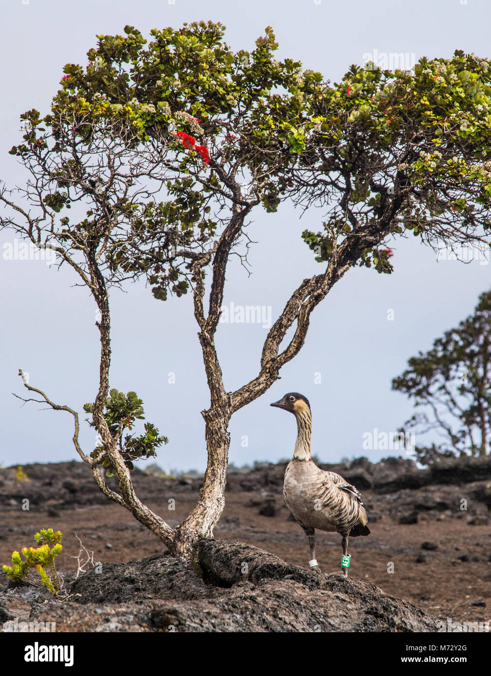 Nene and ‘ōhia at Mauna Ulu . A nēnē stands beneath a native ‘ōhi‘a ...