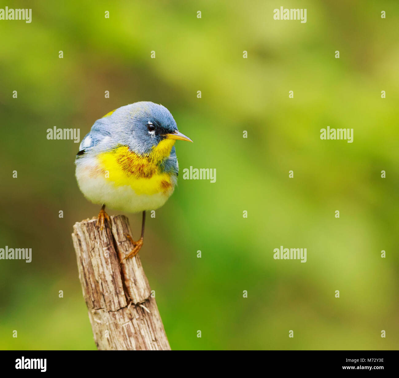 Northern Parula Stock Photo - Alamy