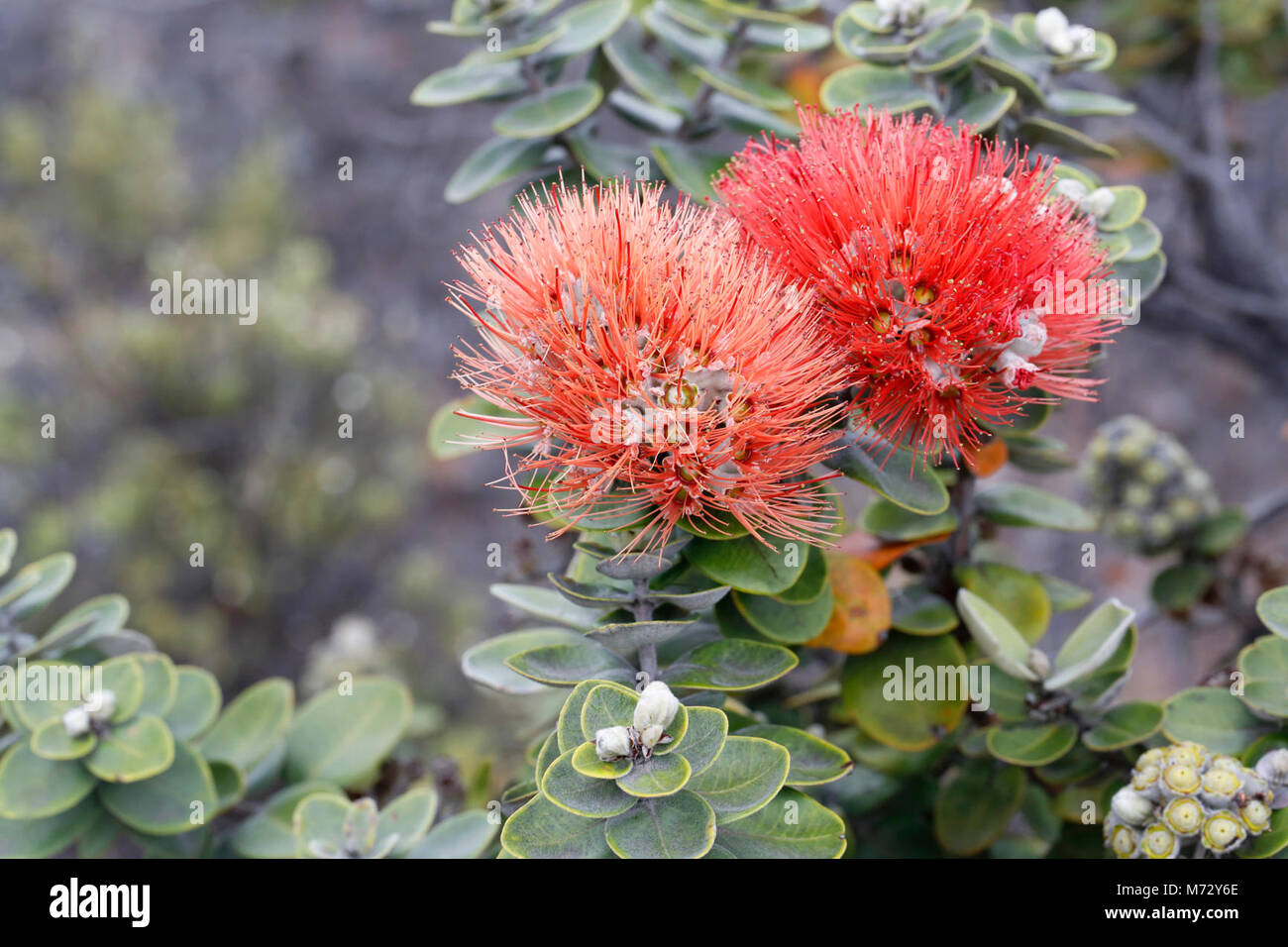 Kahuku unit hi-res stock photography and images - Alamy