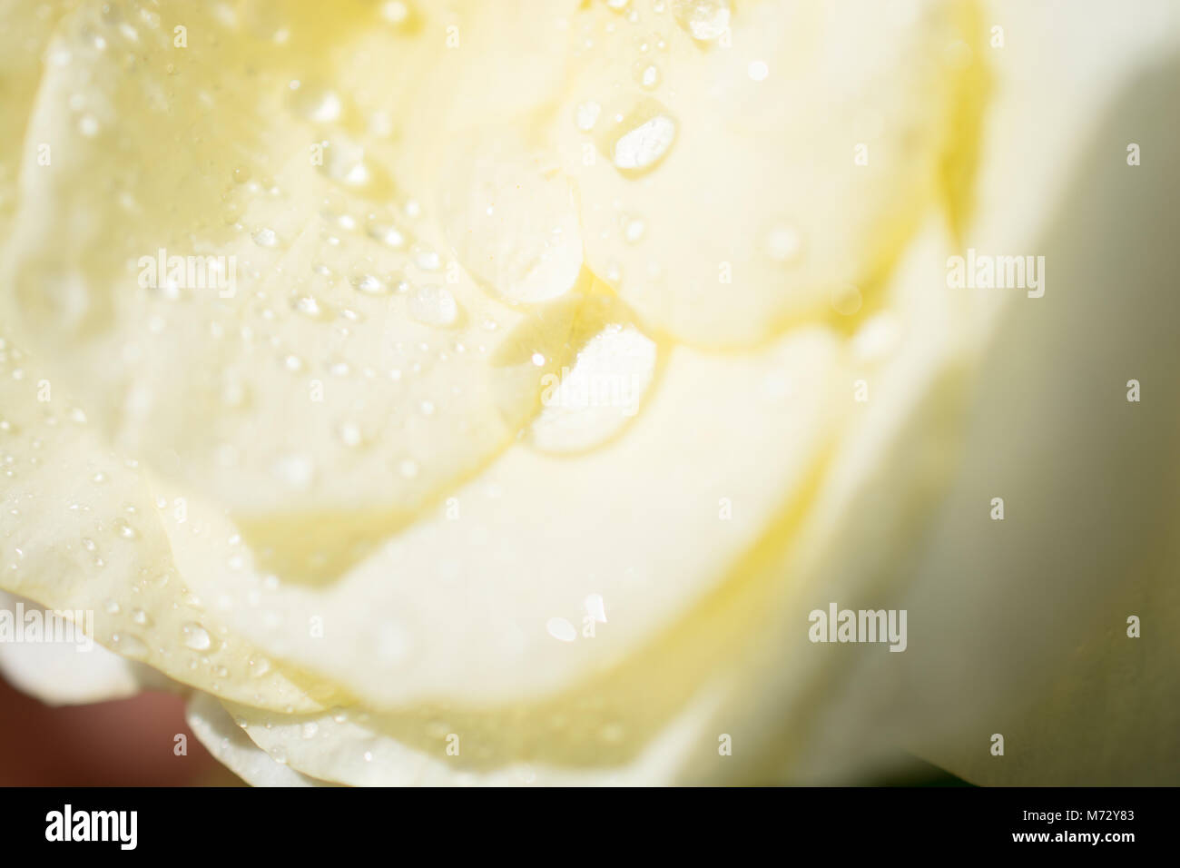 Beautiful colorful natural spring flowers in macro view Stock Photo - Alamy