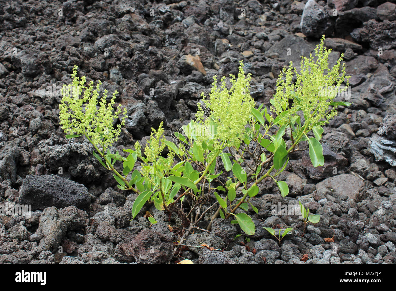 Pawale . This endemic plant can only grow on active volcanoes Stock ...