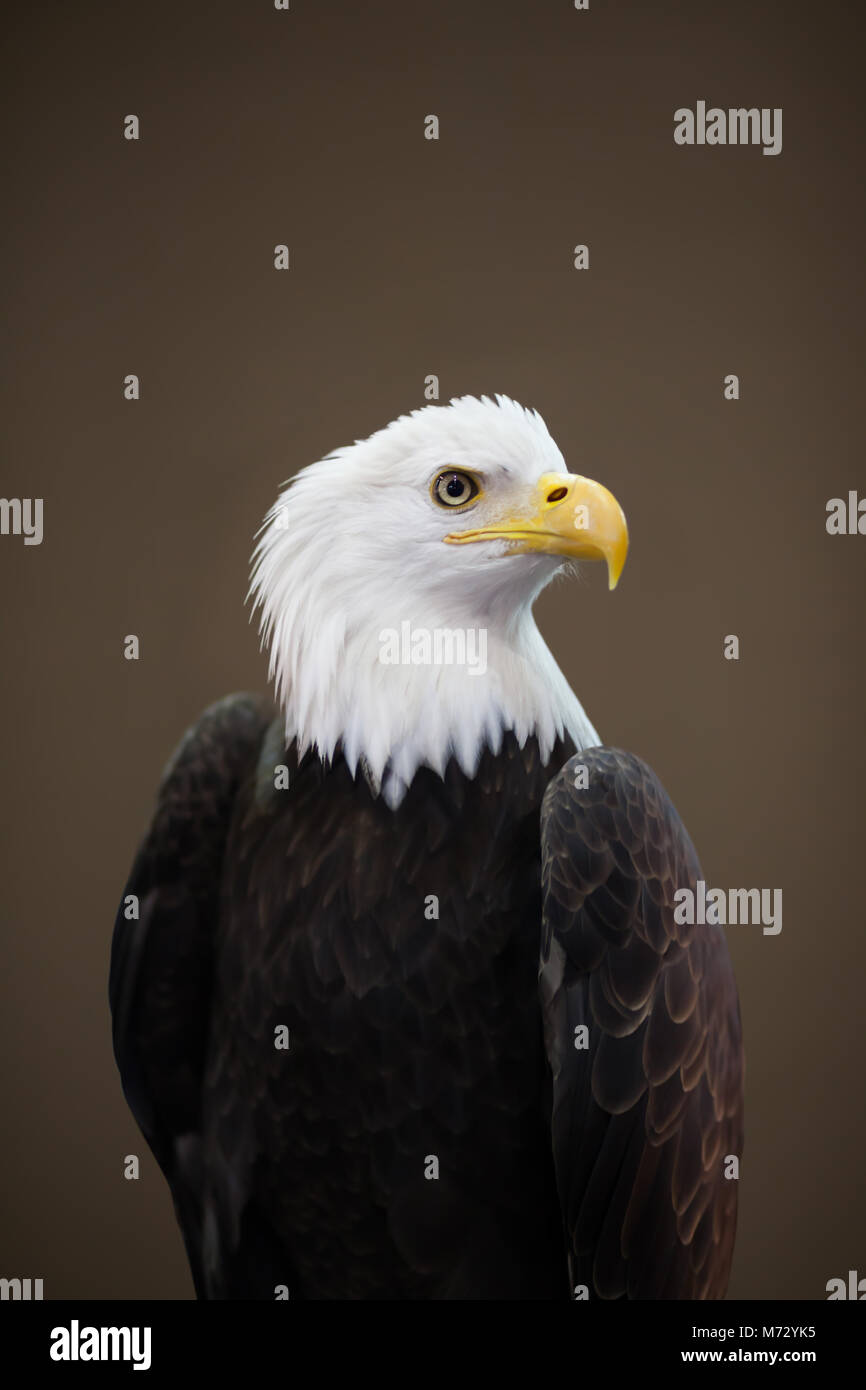 Portrait of eagle on the brown background Stock Photo - Alamy
