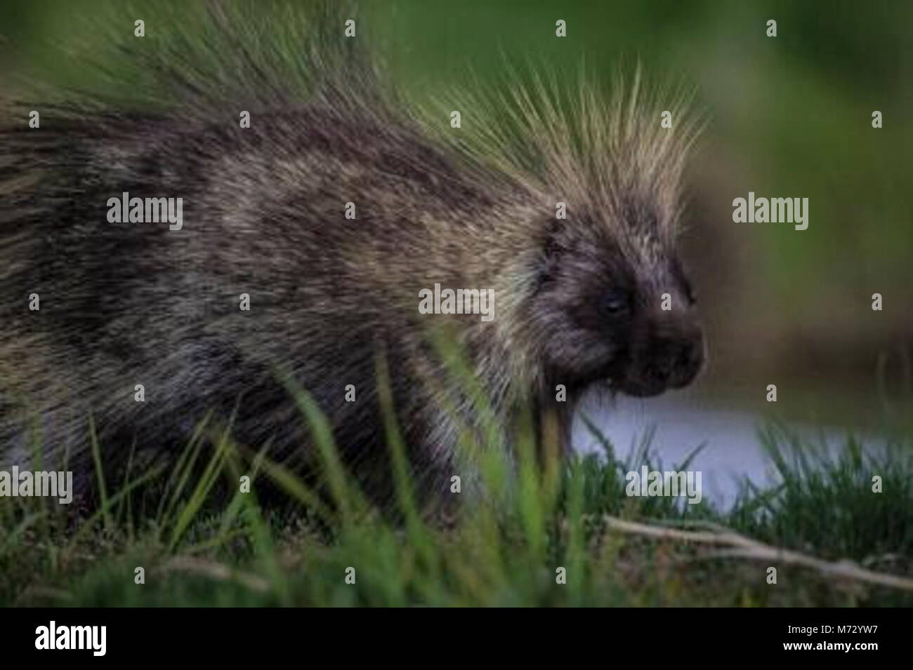 Ranger Daniel . Porcupine, Spring 2016 Stock Photo - Alamy