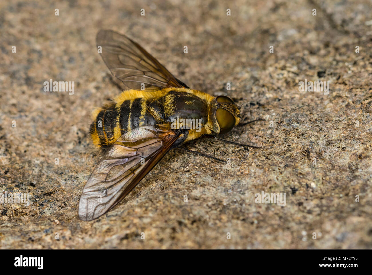 Dune bee fly villa modesta hi-res stock photography and images - Alamy
