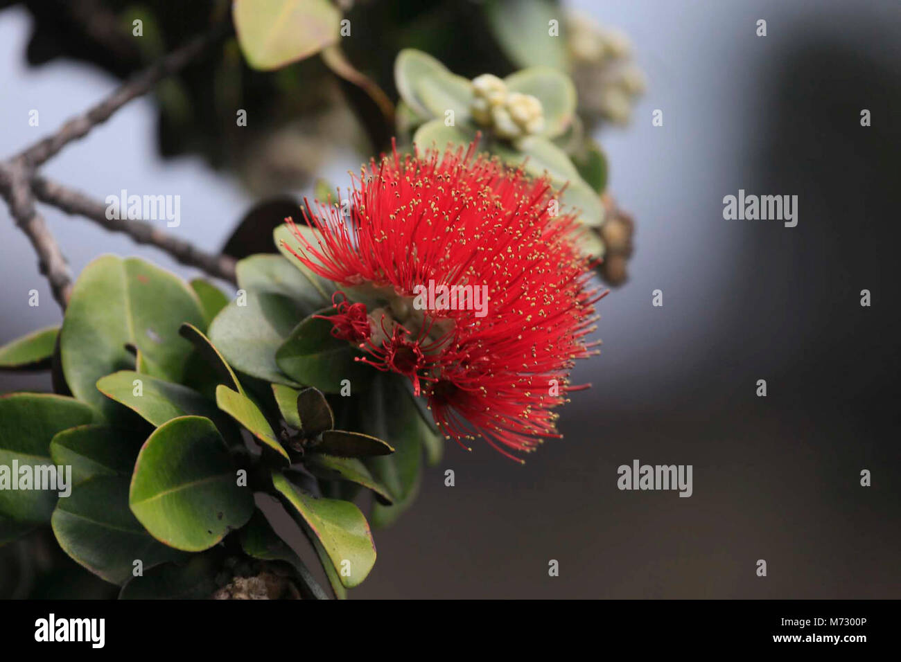 Red ‘ōhi‘a lehua closeup Stock Photo - Alamy