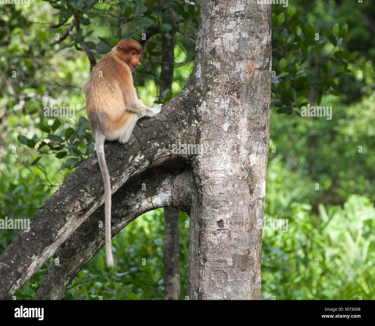 Juvenile Proboscis Monkey (Nasalis larvatus) sitting on tree root in ...