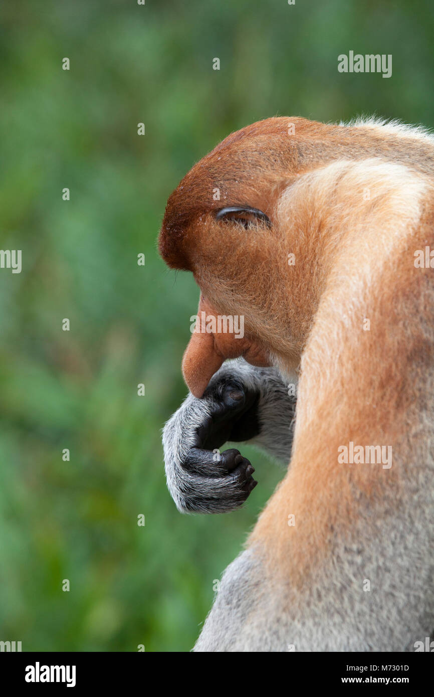 Big nose monkey hi-res stock photography and images - Alamy