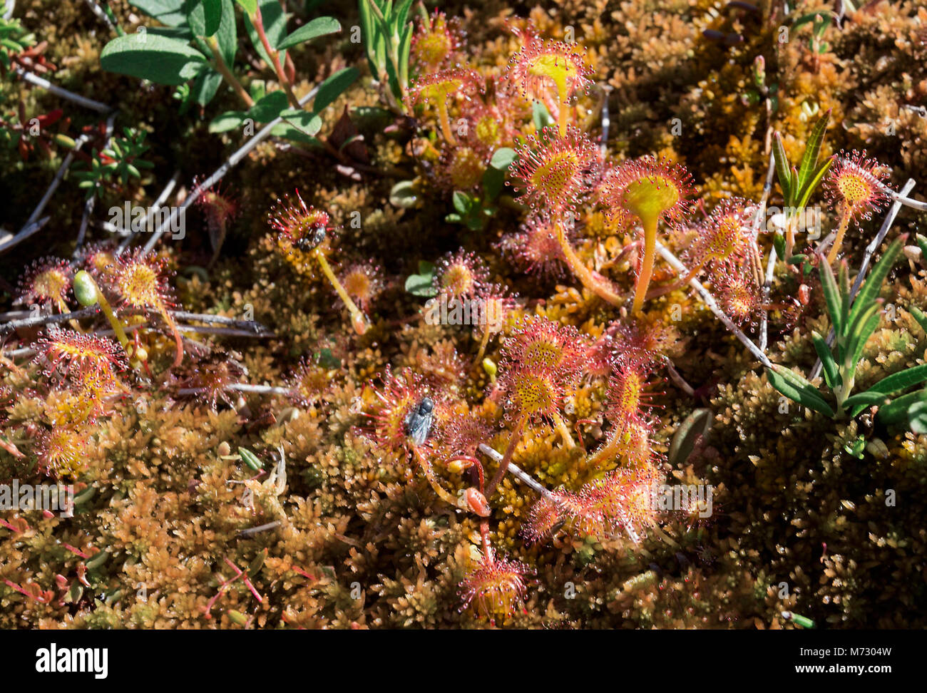Round leaved Sundew (Drosera rotundifolia) . Vibrant orange and red ...