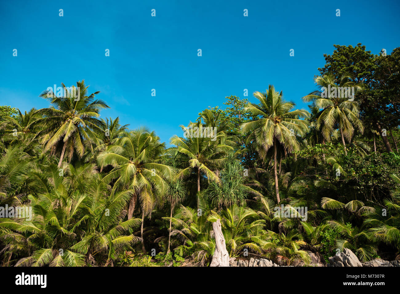 Lush green palm trees hi-res stock photography and images - Alamy