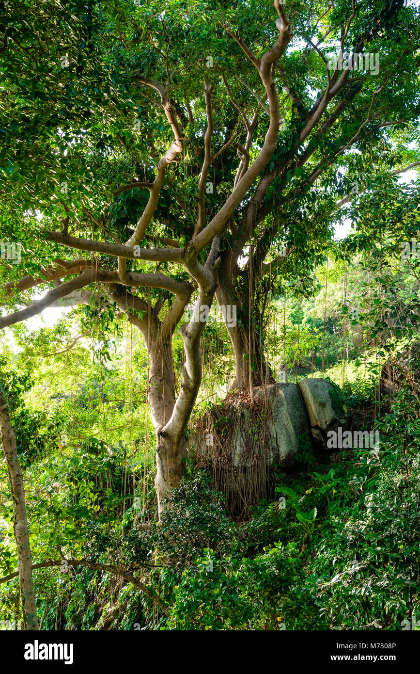 View of green lush tree growing on hill in tropical woods of Thailand ...