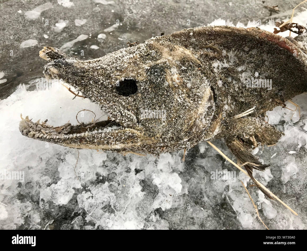 Sleeping Salmon Stock Photo - Alamy
