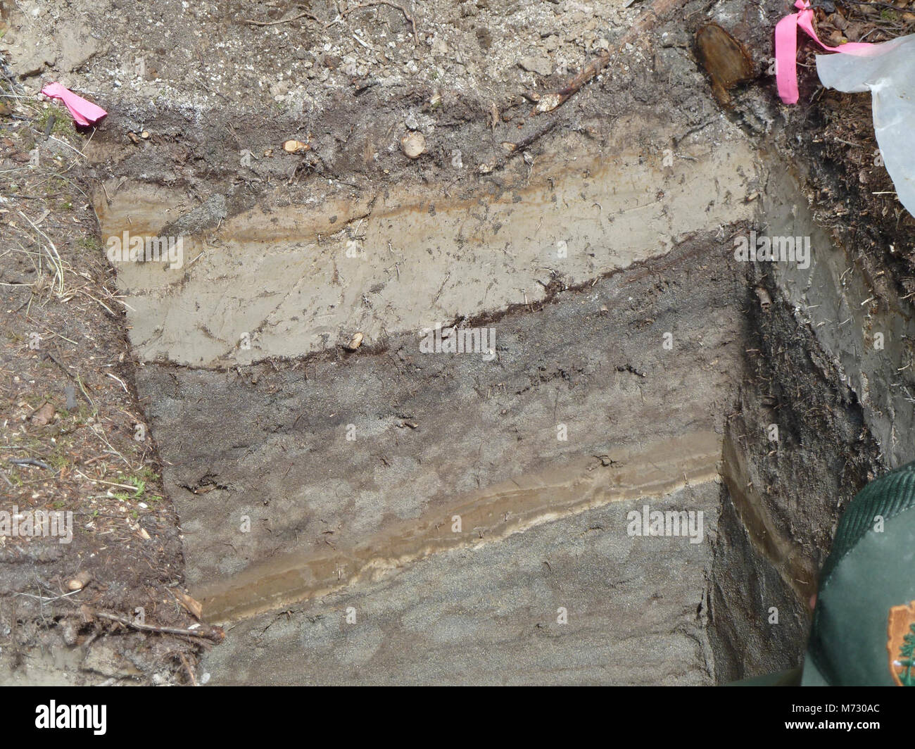 Soil Profile Showing ash layer and ash C, Archeological . Ash fall was ...