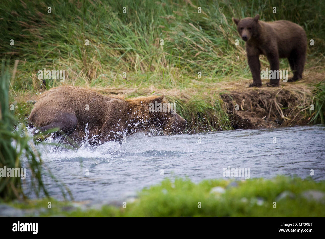 Sow fishing Stock Photo - Alamy
