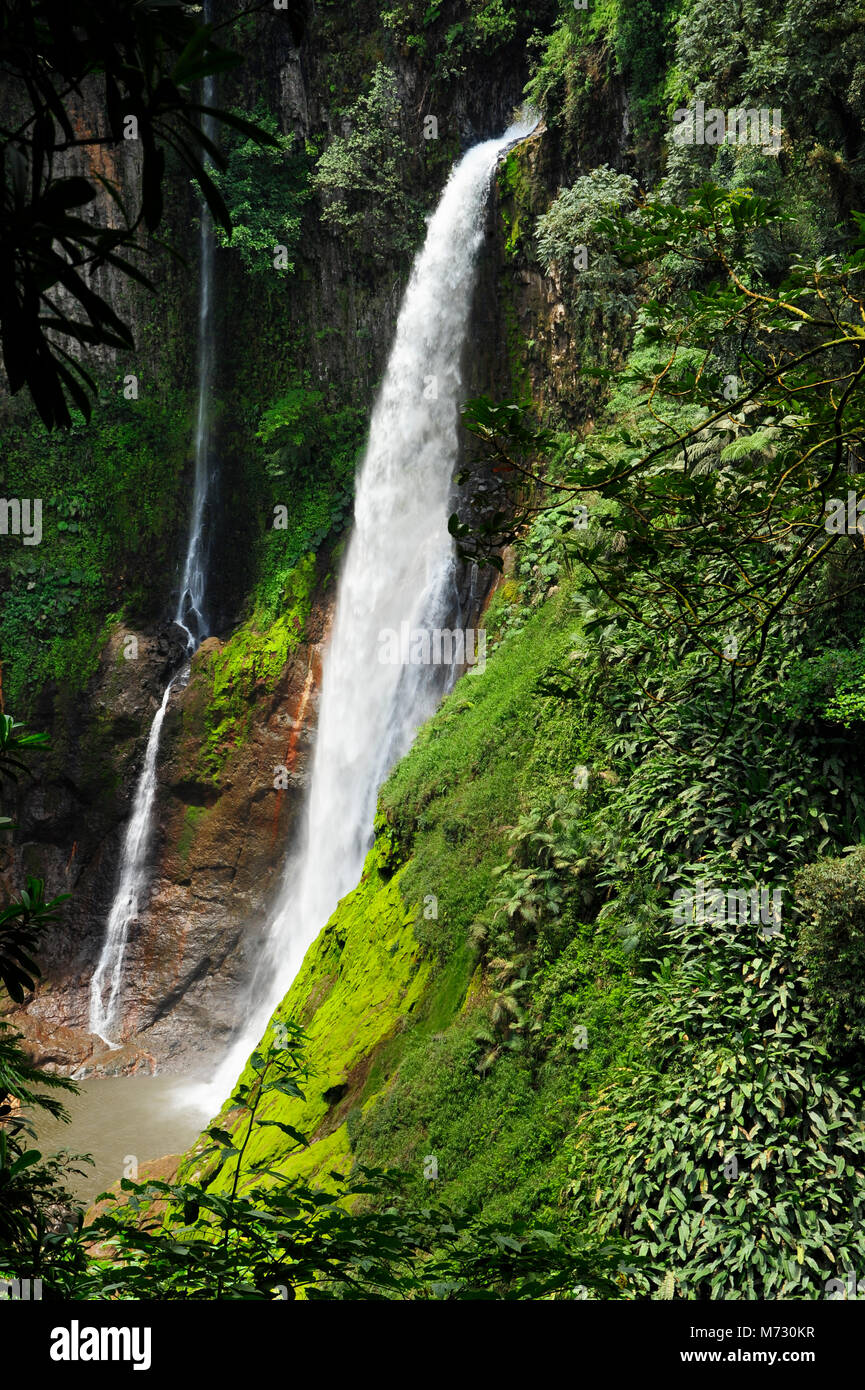 Catarata Del Toro waterfall stretches at an impressive 270 feet in an ...