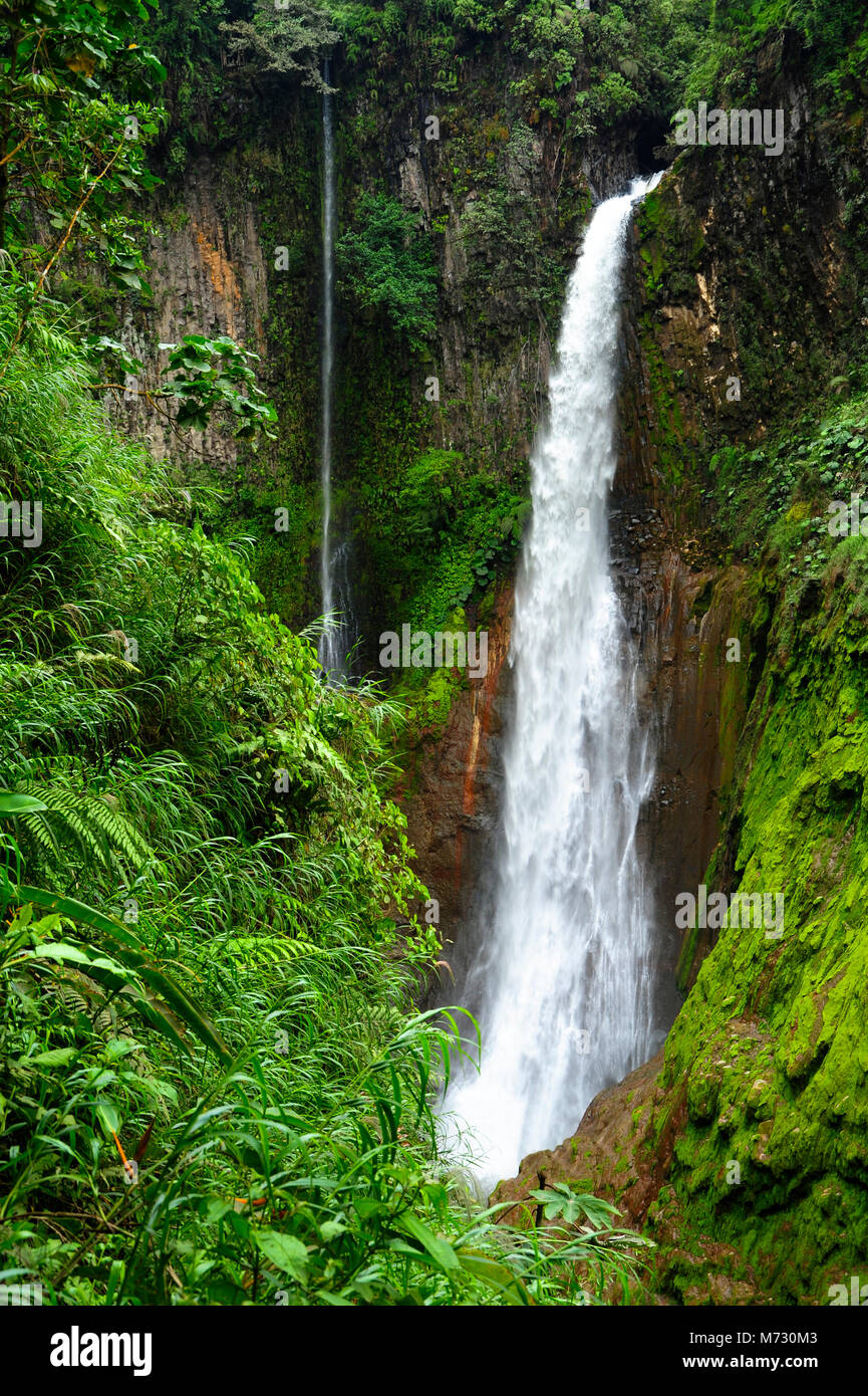 Catarata Del Toro waterfall stretches at an impressive 270 feet in an ...