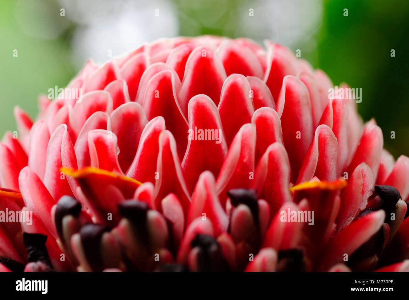 Ginger flower costa rica hi-res stock photography and images - Alamy