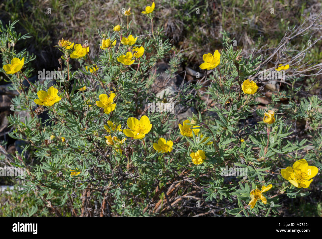 Tundra Rose (Dasiphora fruticosa) . Sunshine yellow flowers bloom from ...
