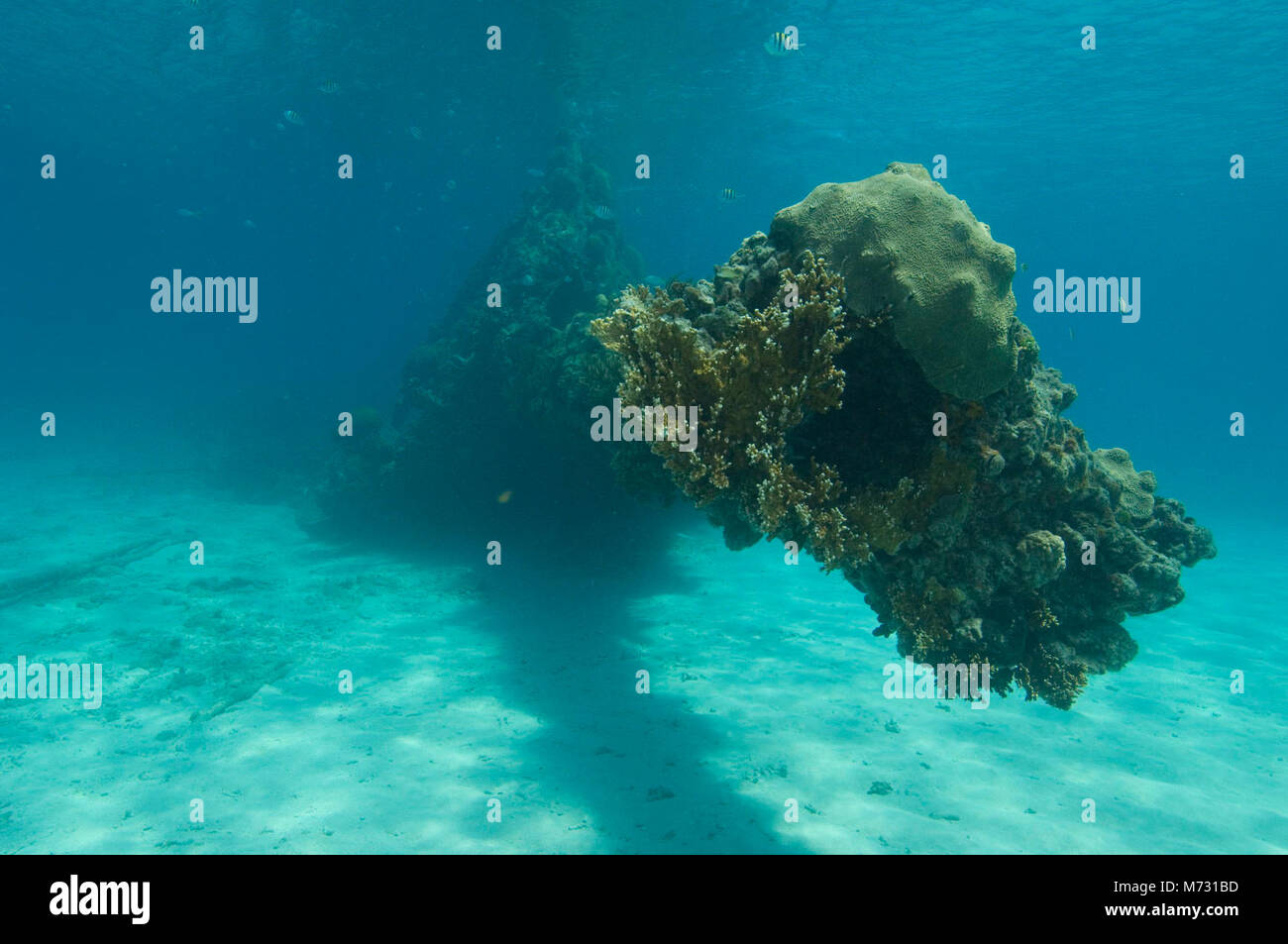 Underwater View Stock Photo - Alamy