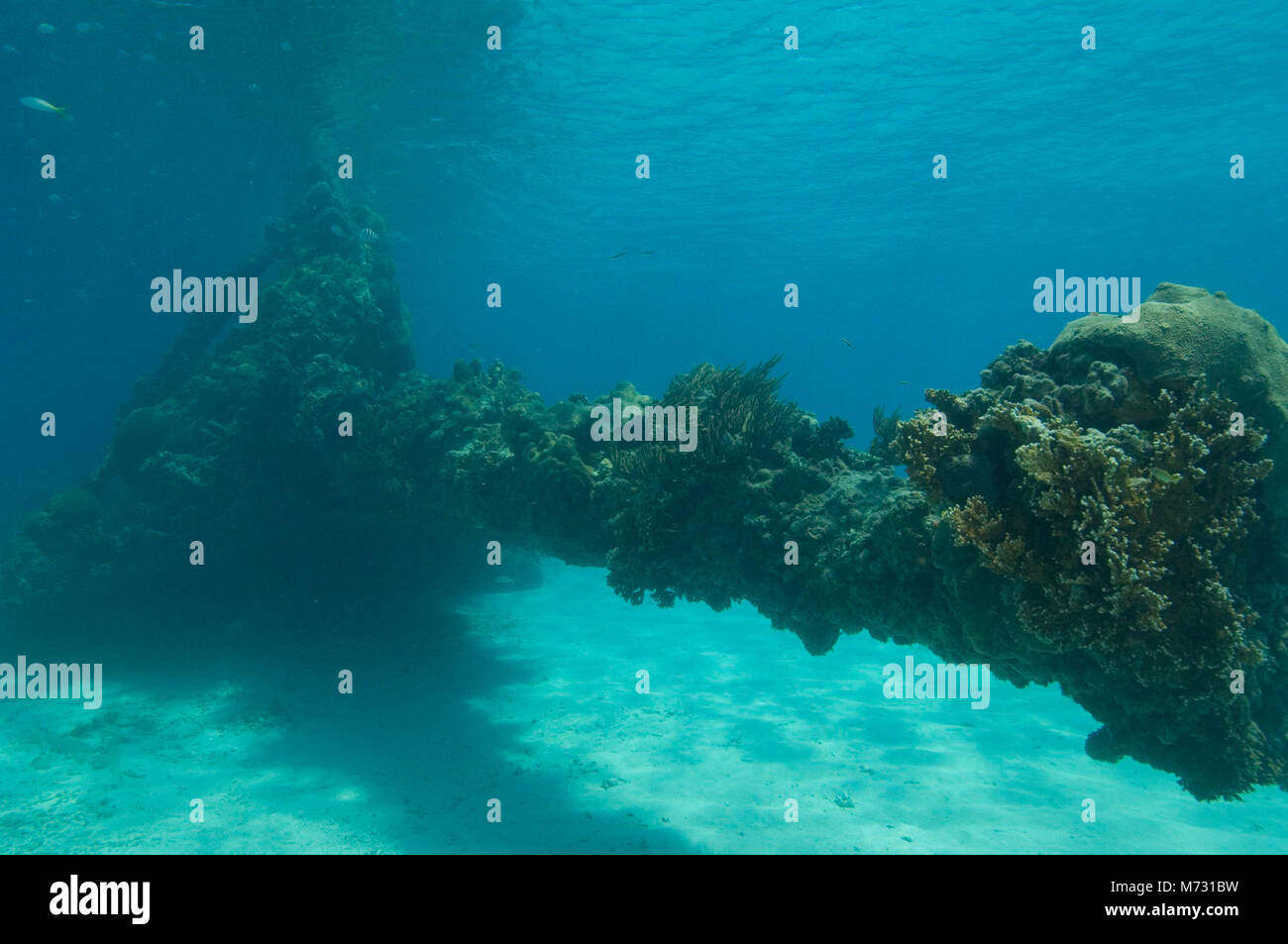 Underwater View Stock Photo - Alamy