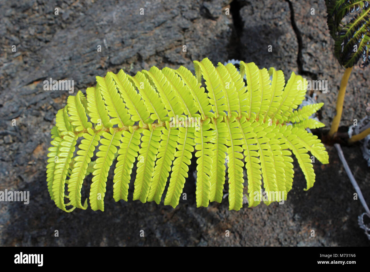 Amau hi-res stock photography and images - Alamy