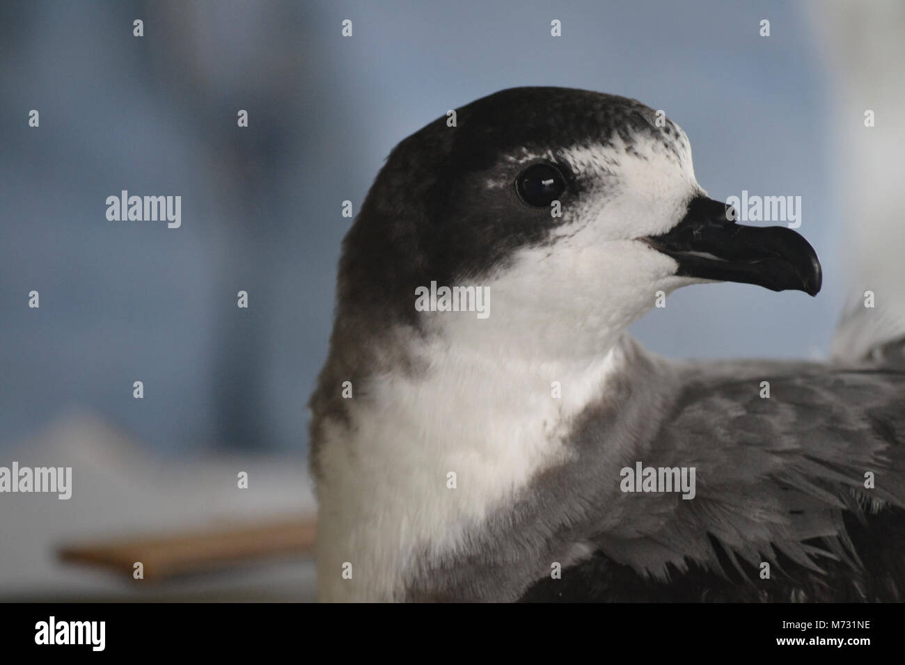 ‘Ua‘u, the Hawaiian petrel Stock Photo - Alamy