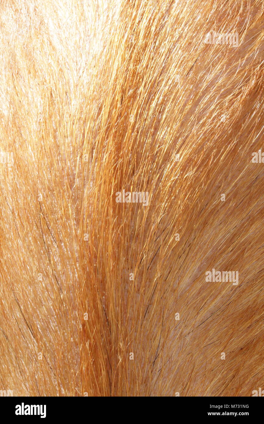 Pig back hi-res stock photography and images - Alamy