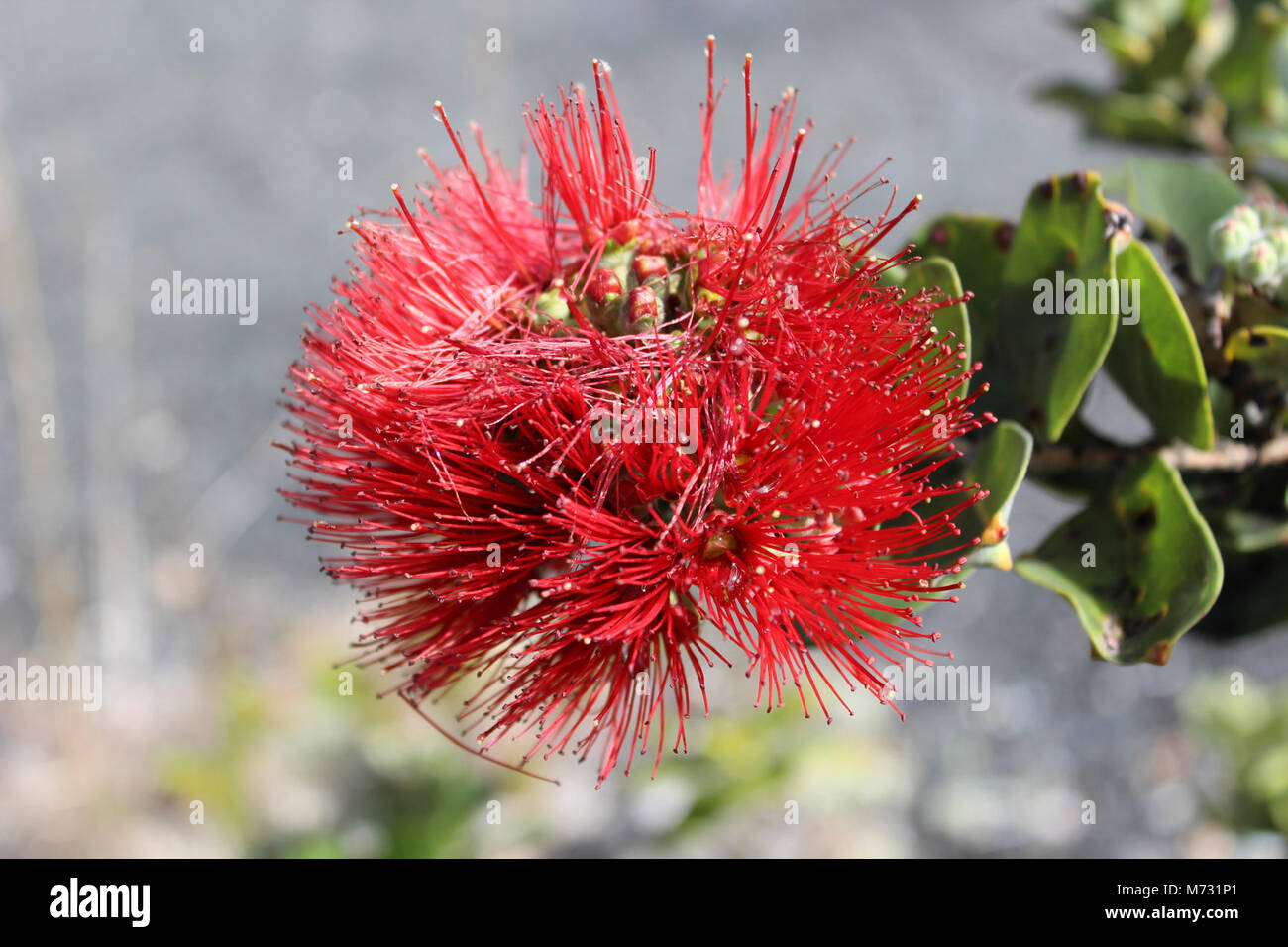 Ohia lehua kilauea hi-res stock photography and images - Alamy