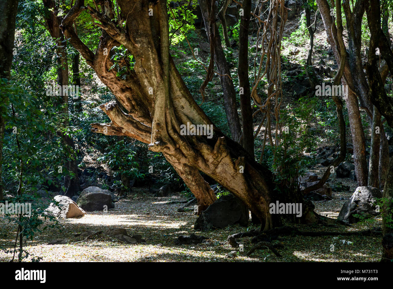 Nechsar Park High Resolution Stock Photography and Images - Alamy
