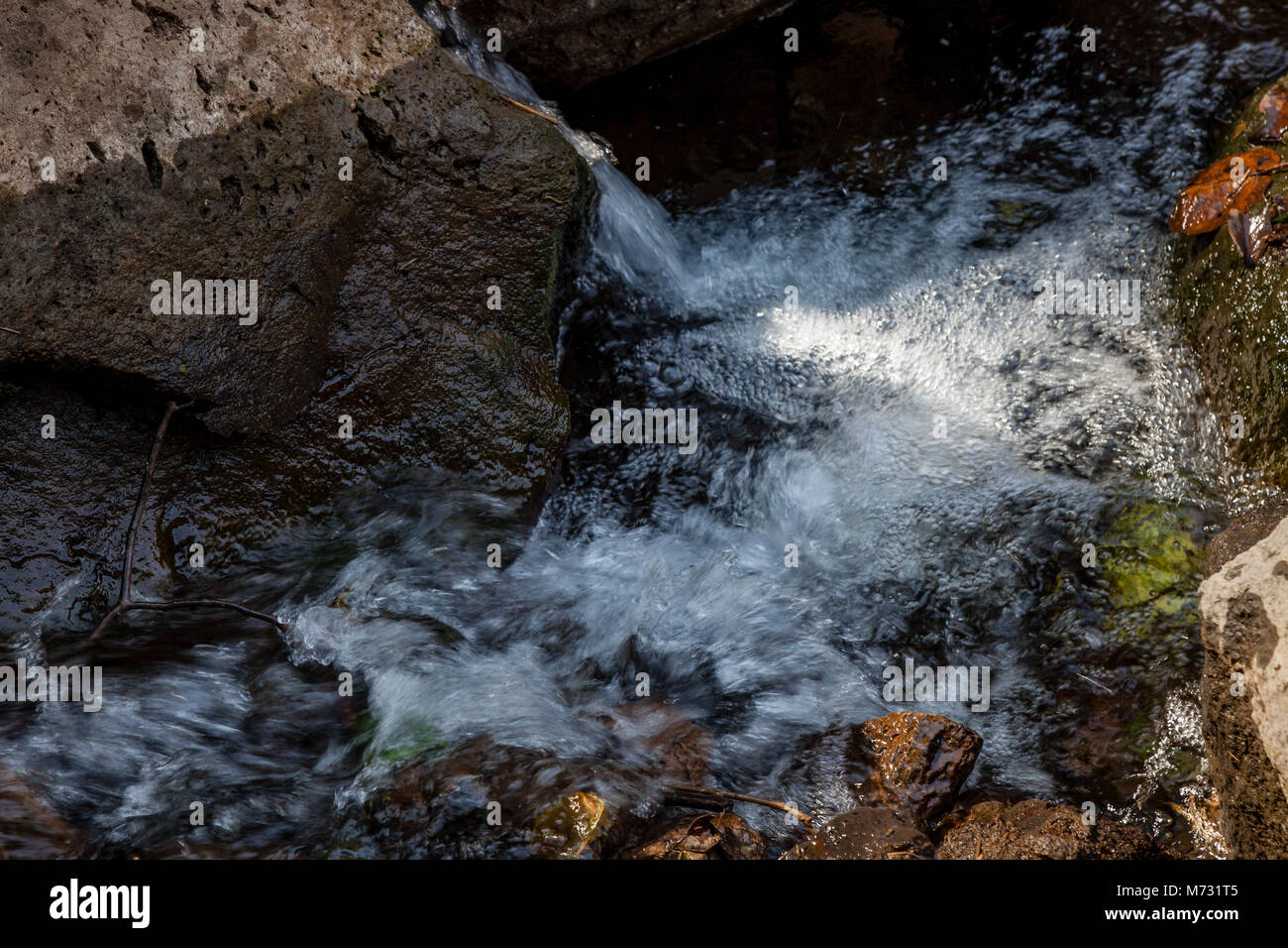 Forty Springs In The Nechisar National Park, Arba Minch, Ethiopia Stock ...