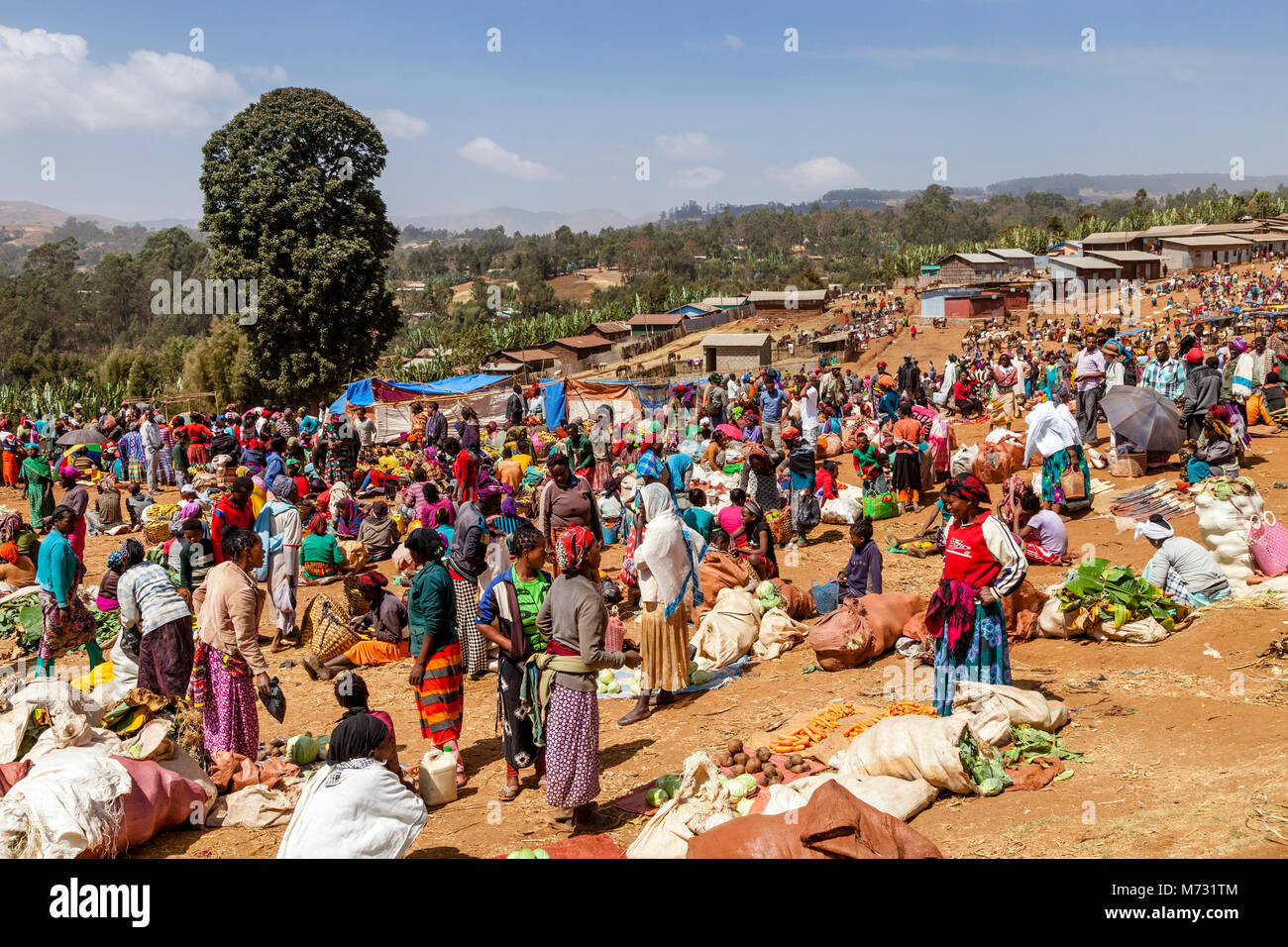 Gamo gofa hi-res stock photography and images - Alamy