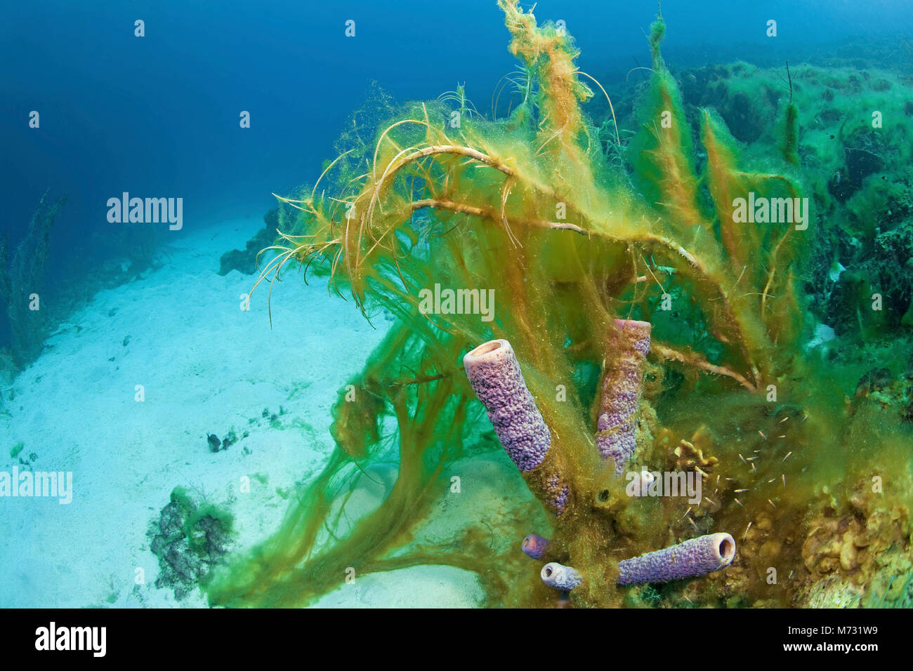 Algae overrun a dead coral reef, Curacao, Netherlands Antilles ...