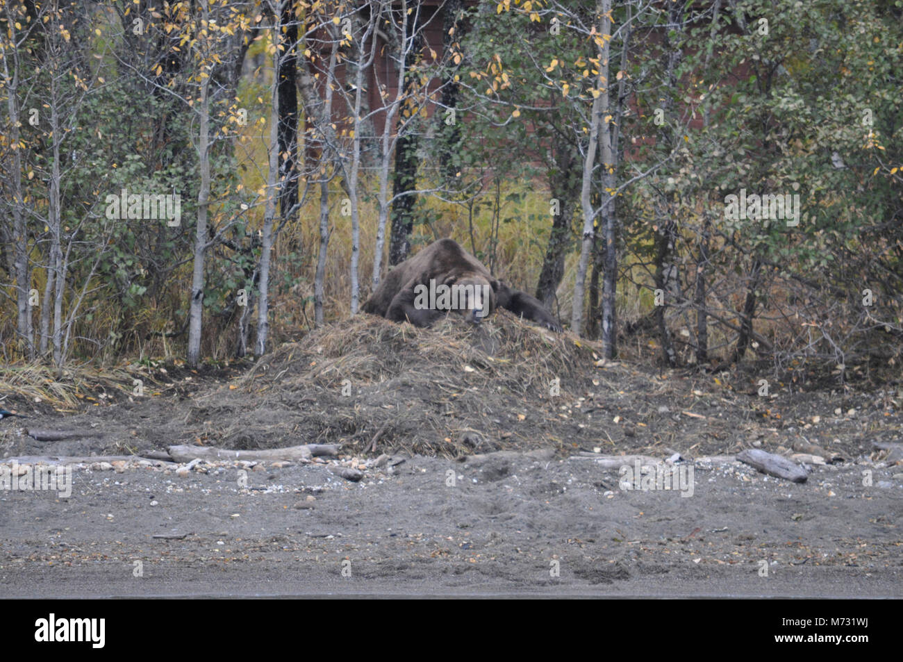 Lurch on a bear carcass . In early October 2013, an unidentified bear ...