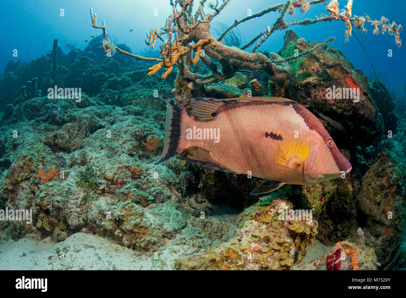 Hogfish (Lachnolaimus maximus), caribbean coral reef at Curacao ...
